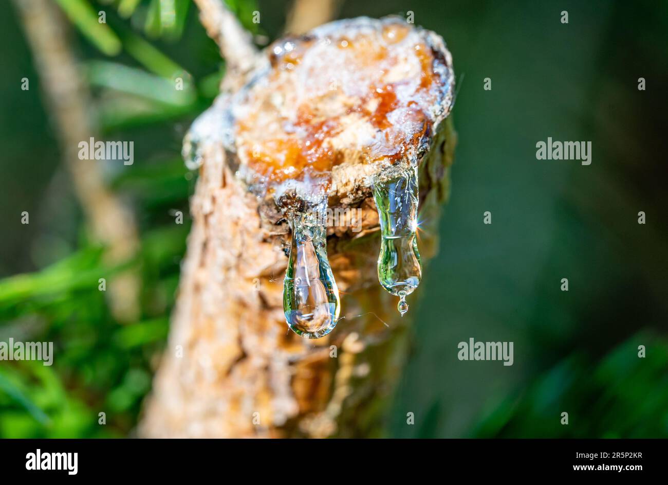 Resin drips from a tree Stock Photo - Alamy
