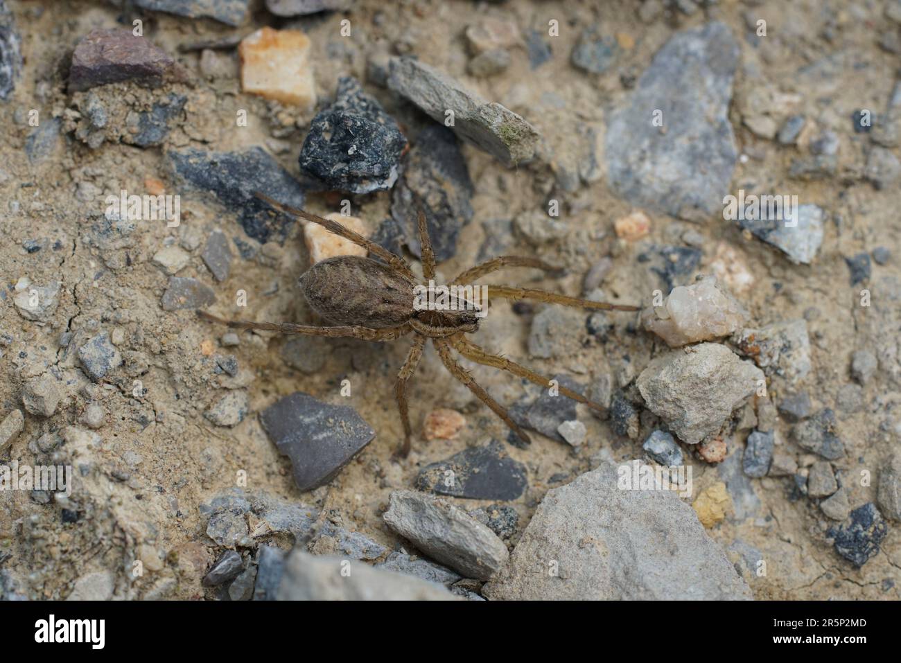 Natural dorsal closeup on a European wolf spider, Hogna radiata on the ...