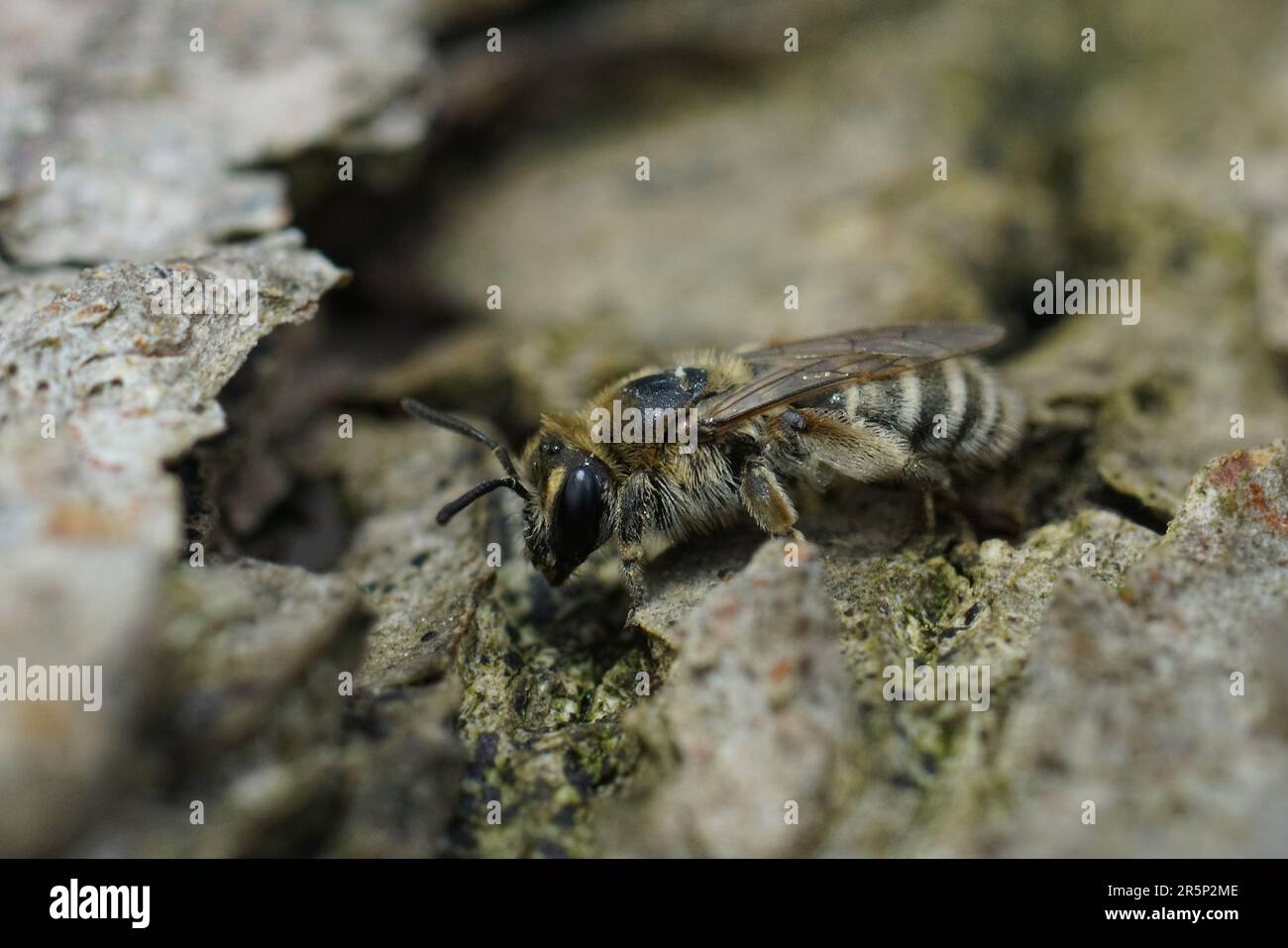 Natural closeup on a female of the rarely photograhped small mining bee ...