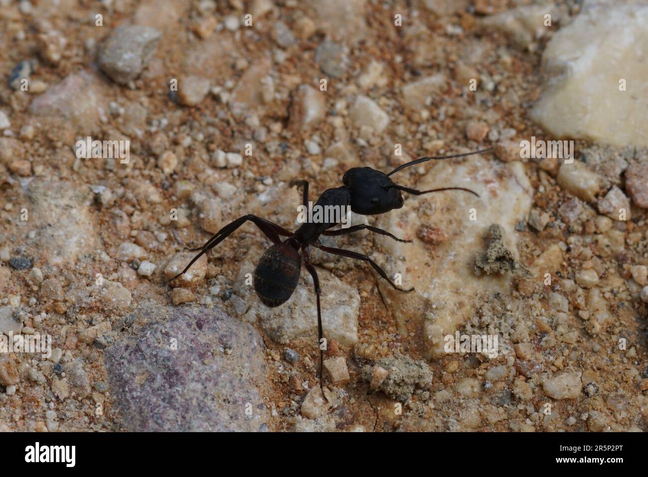 Natural detailed closeup on a Blood-spotted Sugar Ant, Camponotus ...