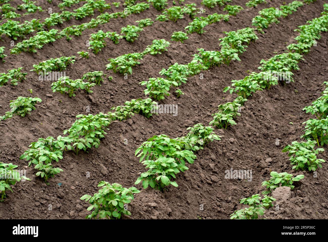 potato plantations grow in the field. vegetable rows. farming, agriculture. Landscape with ...