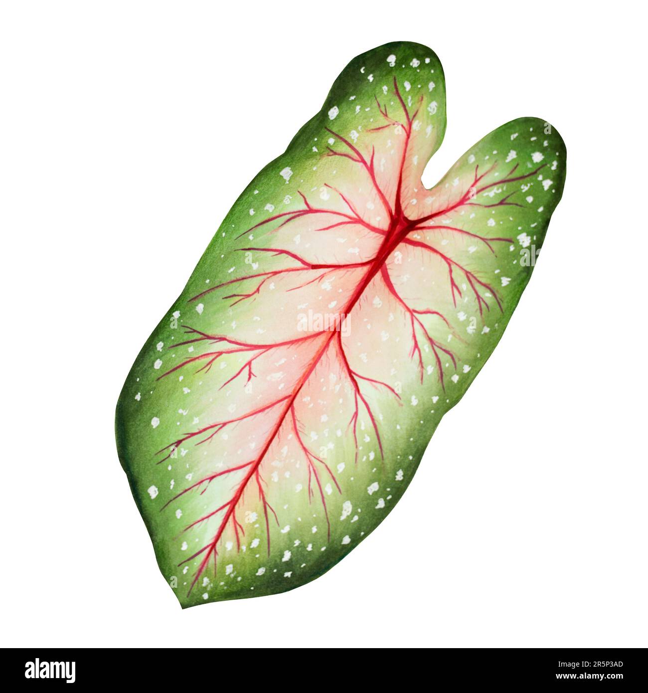 Watercolor realistic tropical illustration of caladiuml eaf isolated on ...