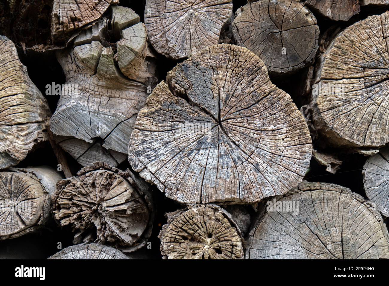 Background of cut logs. Pile of nature sawn wood trees texture. Tree ...