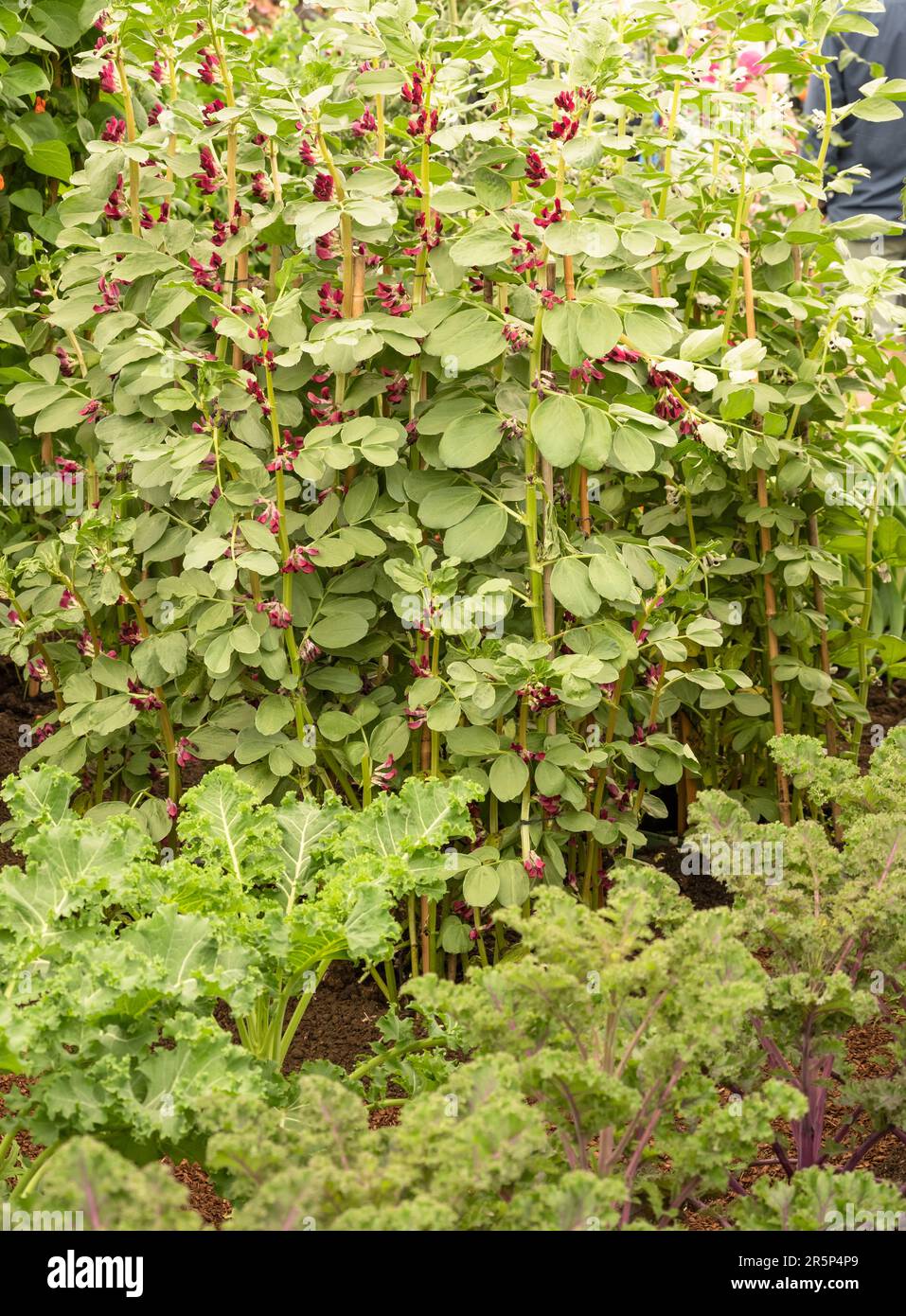 Red flowered broad bean plants Stock Photo - Alamy