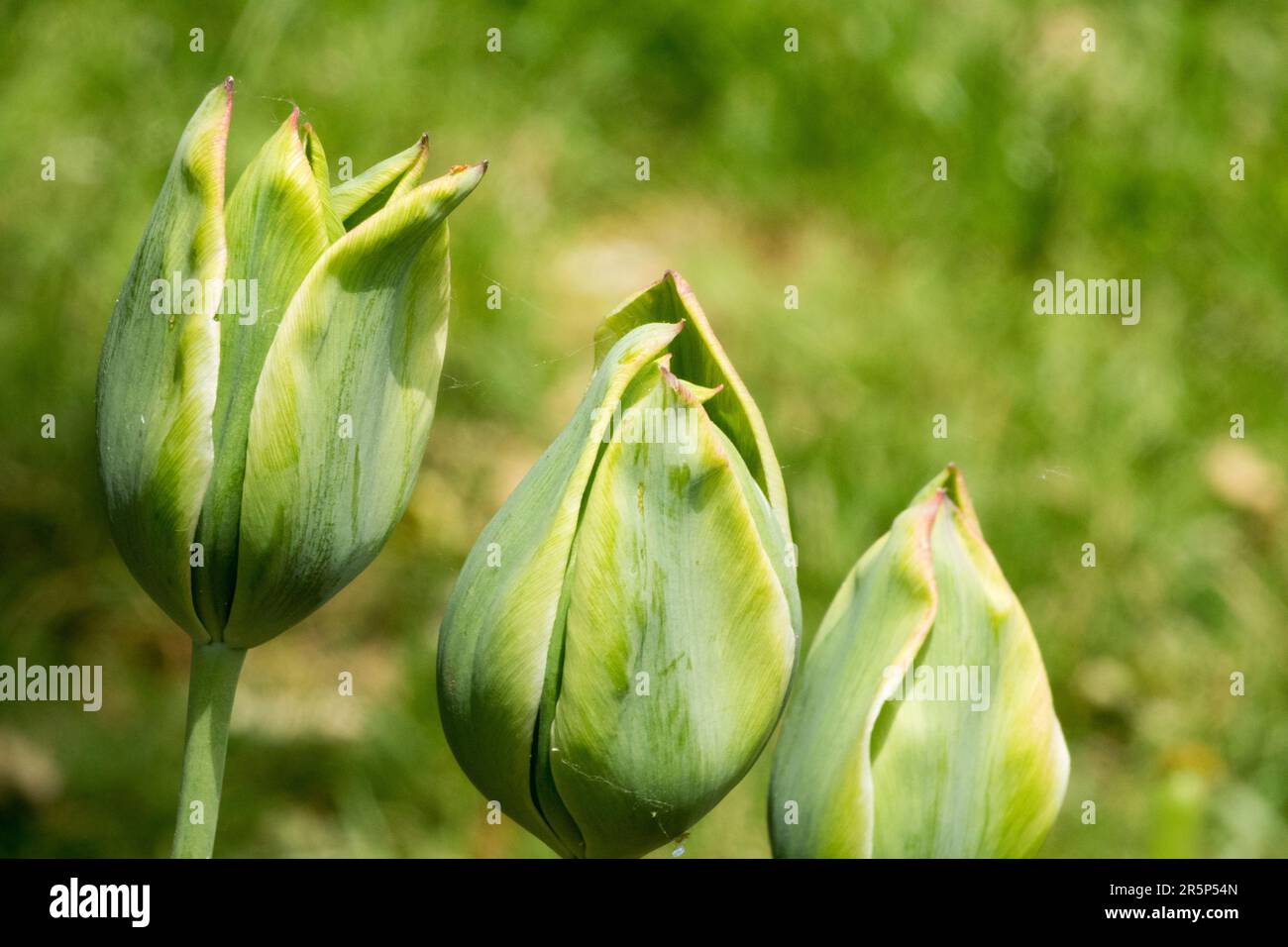 Tulip "Green King" Tulipa, Green, Tulips, Viridiflora, Group Stock ...
