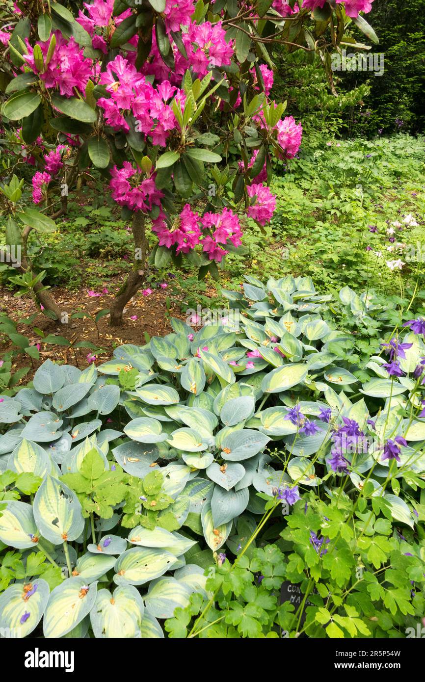 Hosta June Hosta Growing in Garden, Rhododendron, Aquilegia, Columbine ...