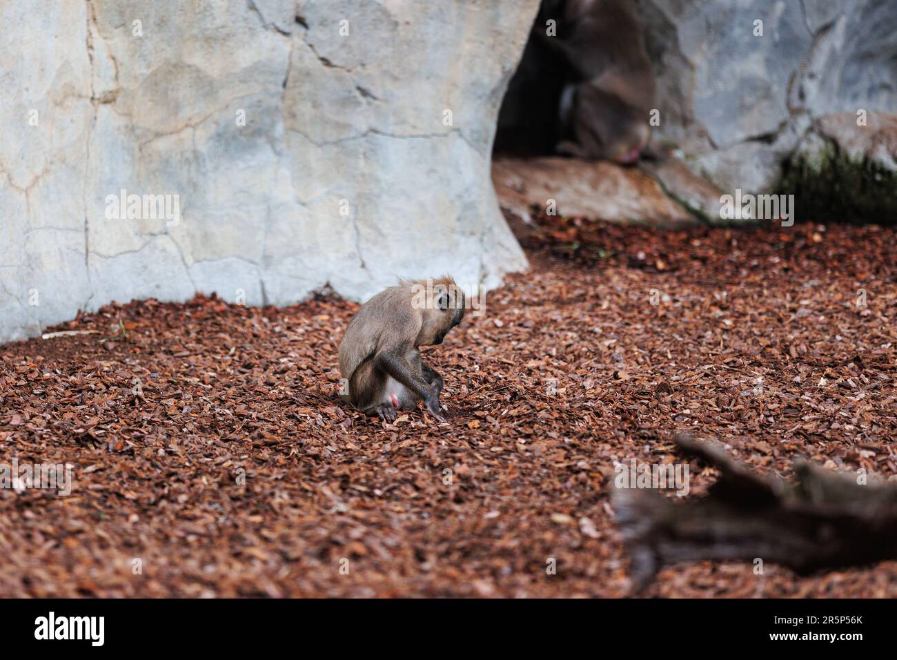 Old World Monkey, family of Primates known taxonomically as the ...