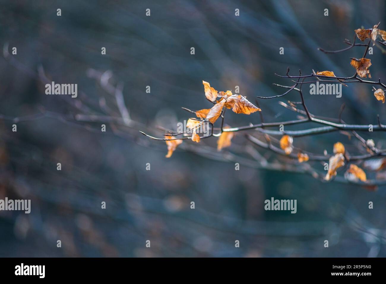 Beautiful autumn oak branches hi-res stock photography and images - Alamy
