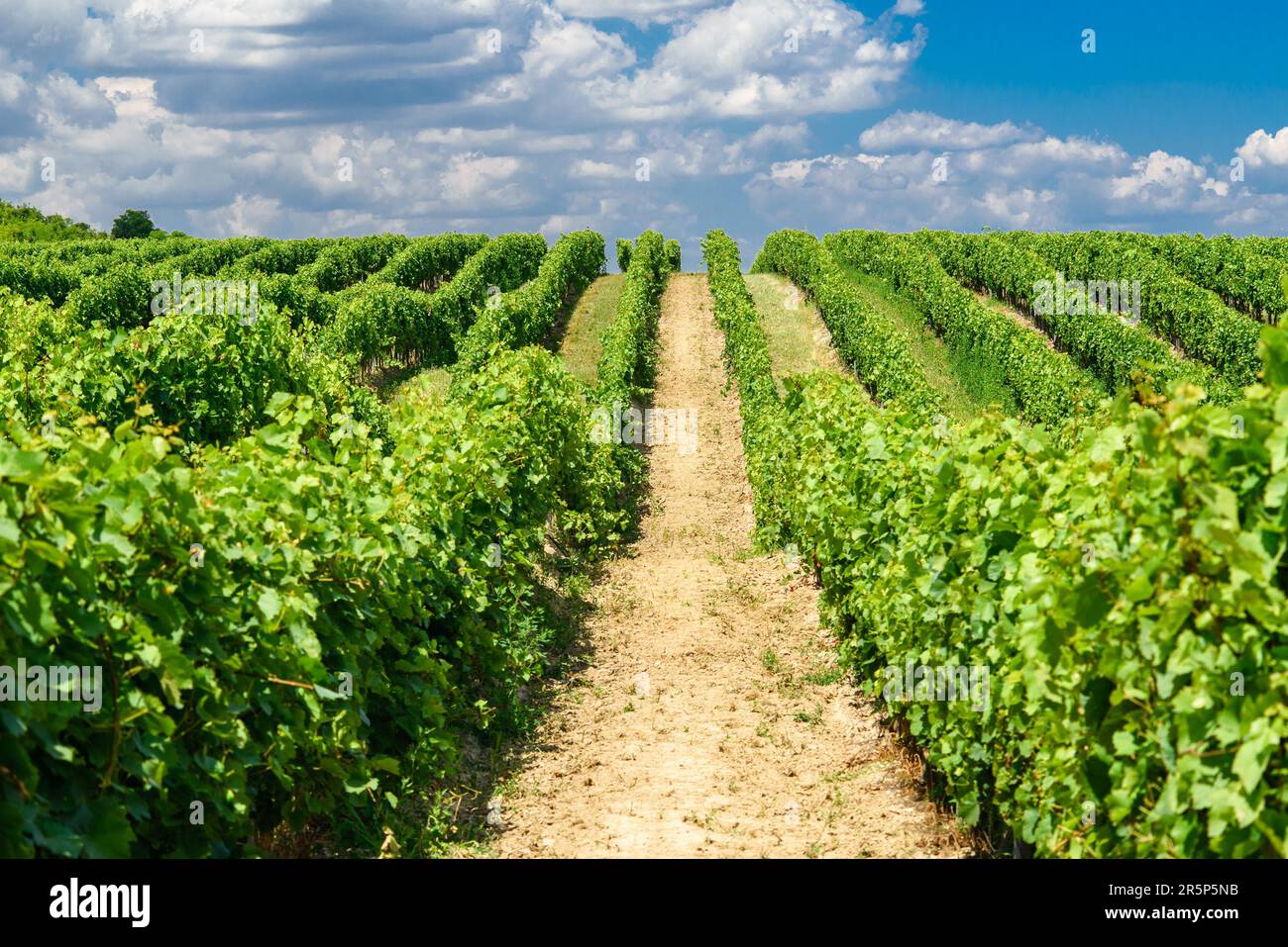 Vines in a rows. Vineyard landscape with beautiful clouds and blue sky ...