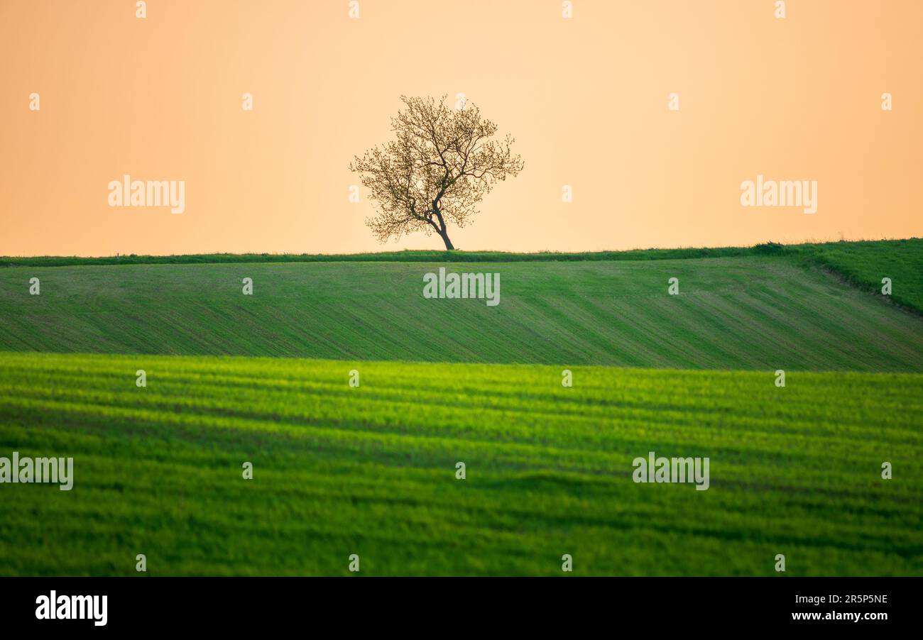 Spring scenery hill tree hi-res stock photography and images - Alamy