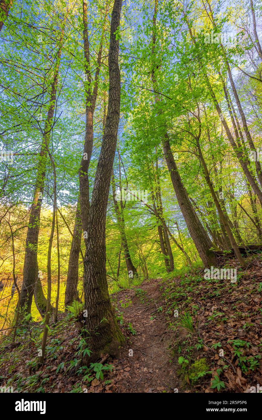 Green foliage with path and sunshine in the forest. Spring holiday in ...