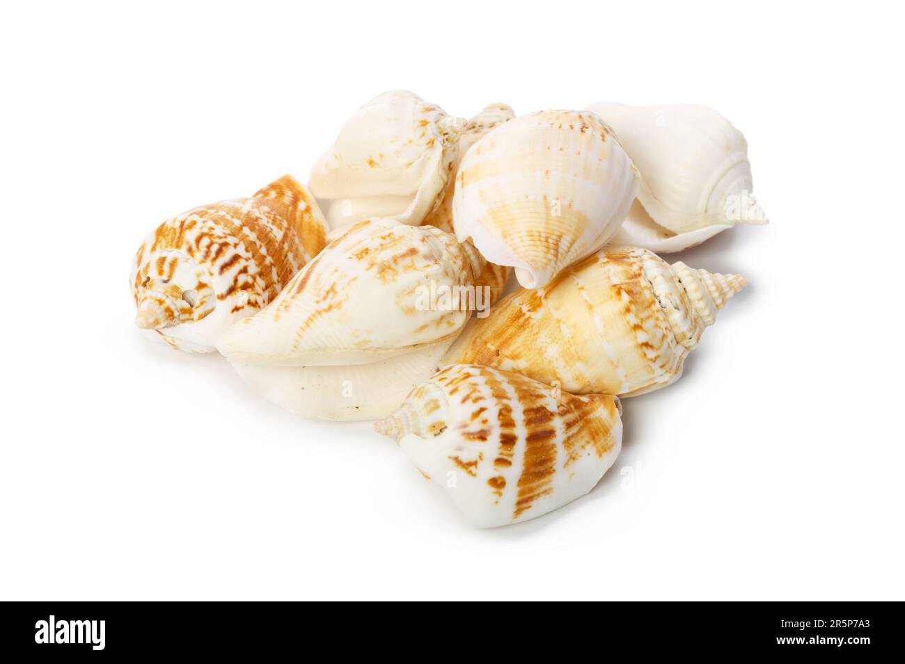 Seashell isolated on white background Stock Photo - Alamy
