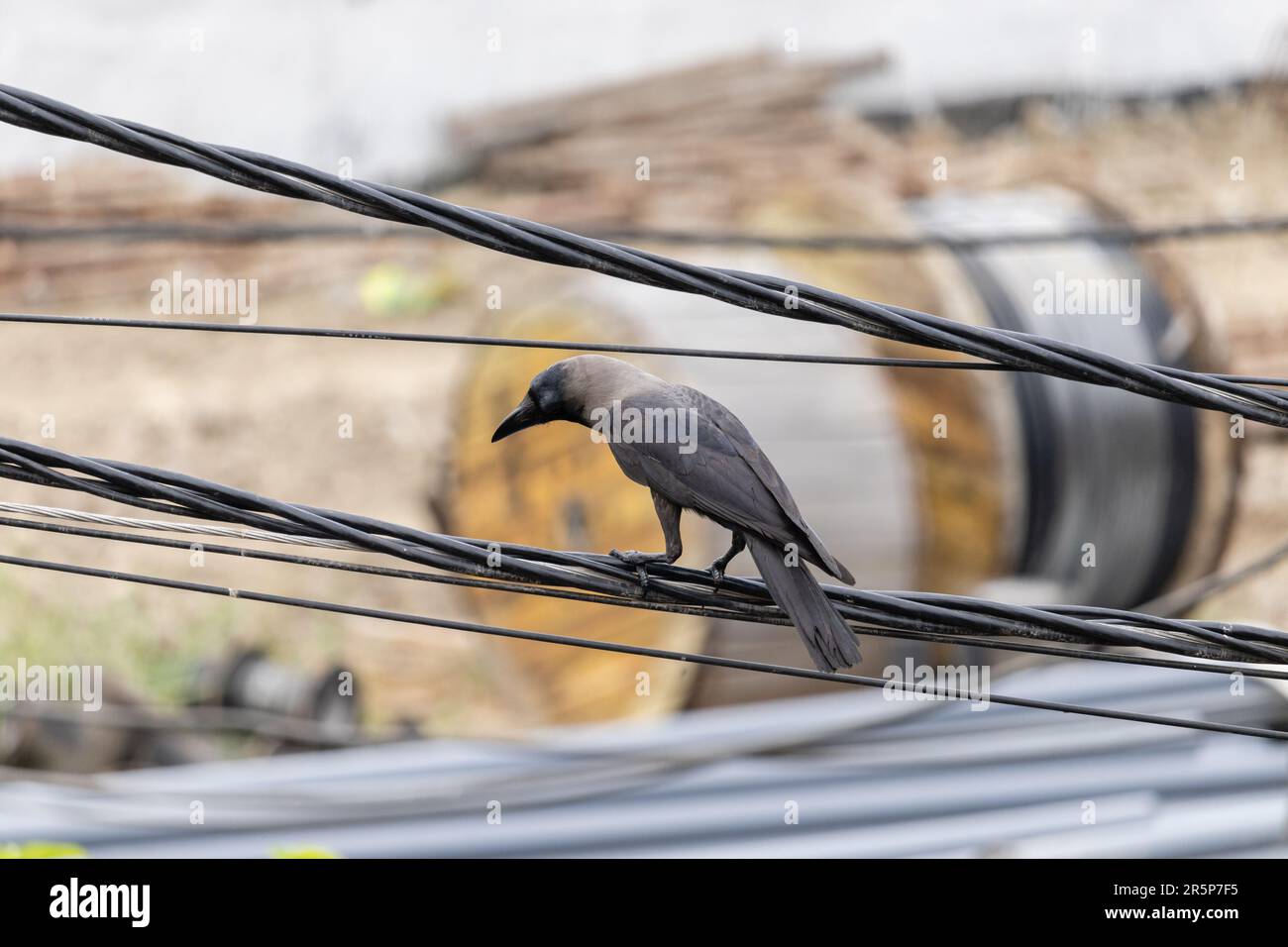 An Indian common crow perching on a cable in city Stock Photo - Alamy