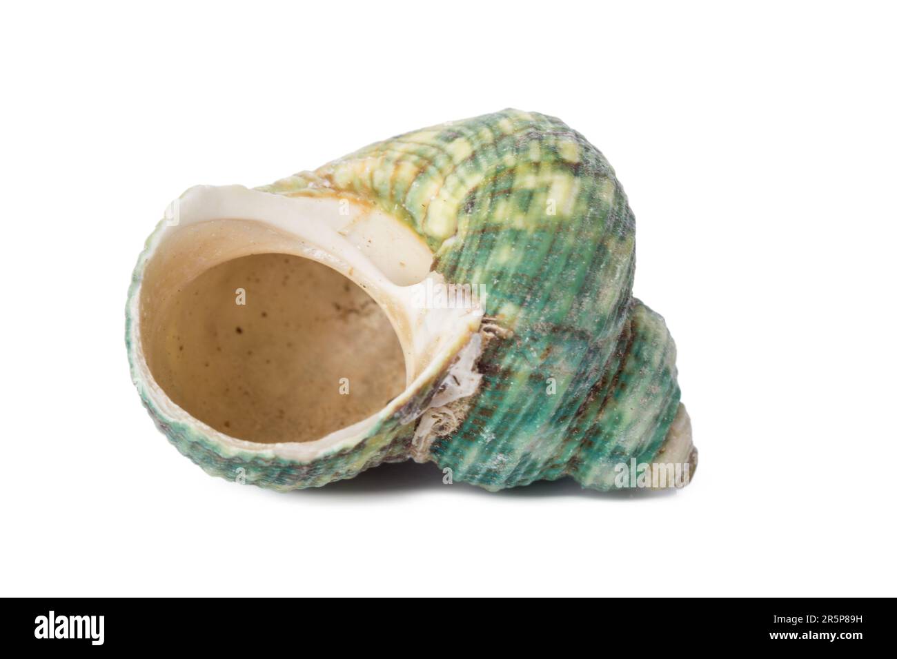 Seashell isolated on white background Stock Photo - Alamy