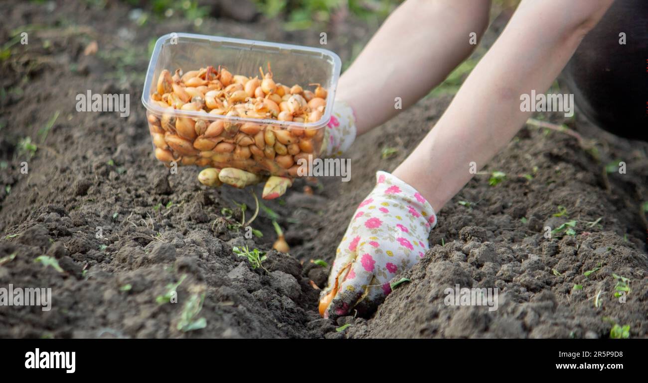 Female farmer's hand sowing onions in organic vegetable garden, close ...
