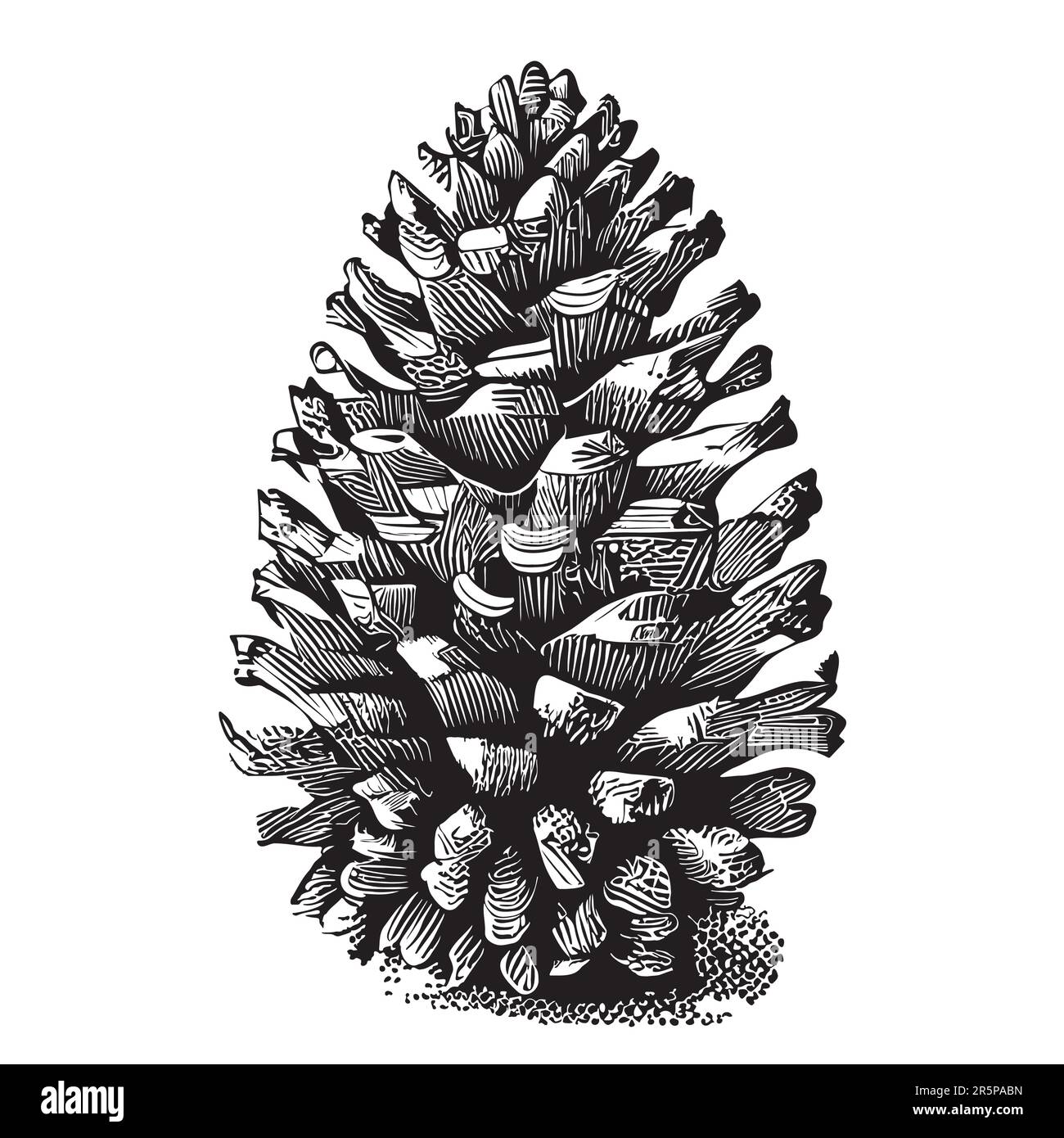 Pine Cone Drawings