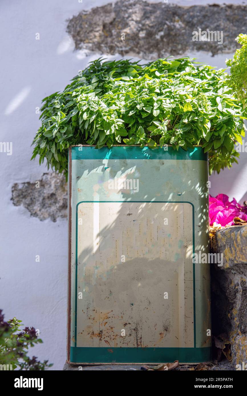 Fresh basil green aromatic healthy plant in old rusty iron can under ...