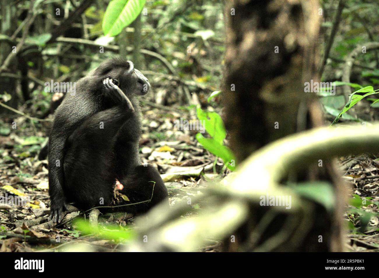 A Sulawesi black-crested macaque (Macaca nigra) scratches its right ear ...