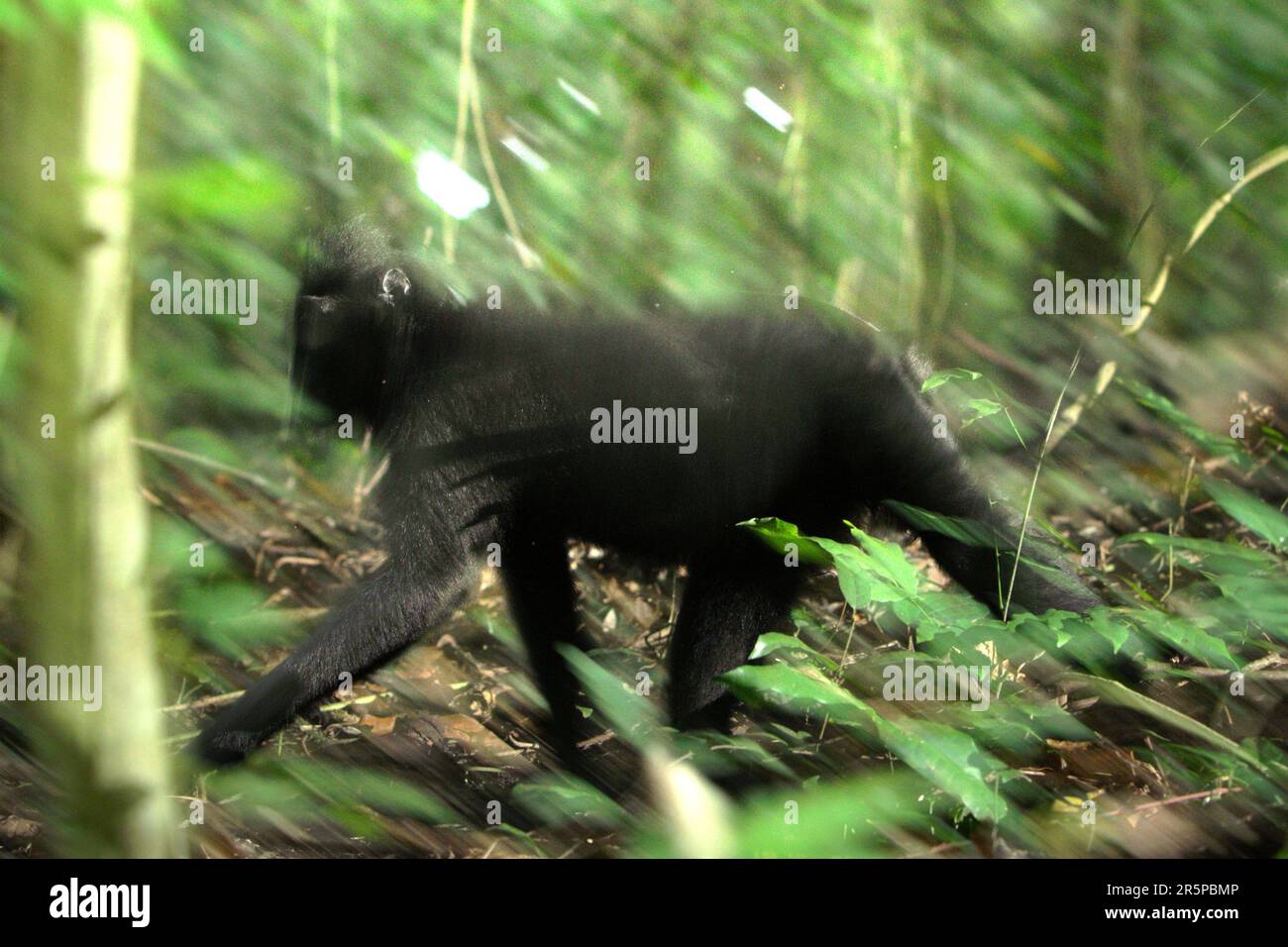 A Sulawesi black-crested macaque (Macaca nigra) moves quadrupedally as ...