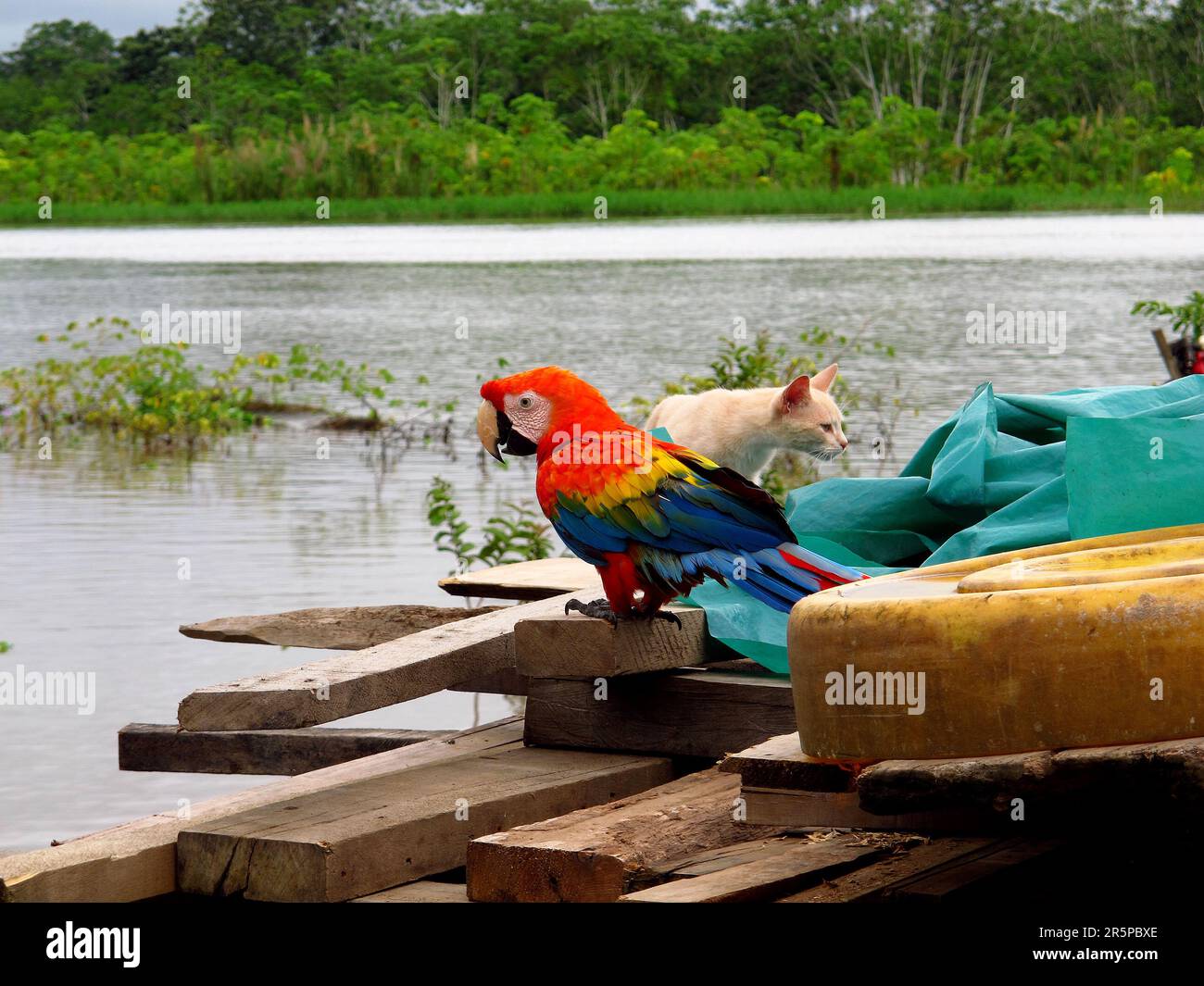 Parrot animal manaus amazônia hi-res stock photography and images - Alamy