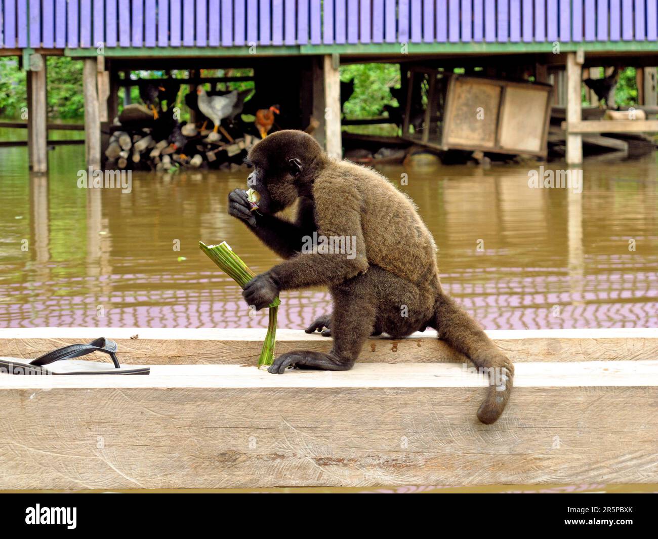 The monkey in Amazon river, Peru, South America Stock Photo - Alamy