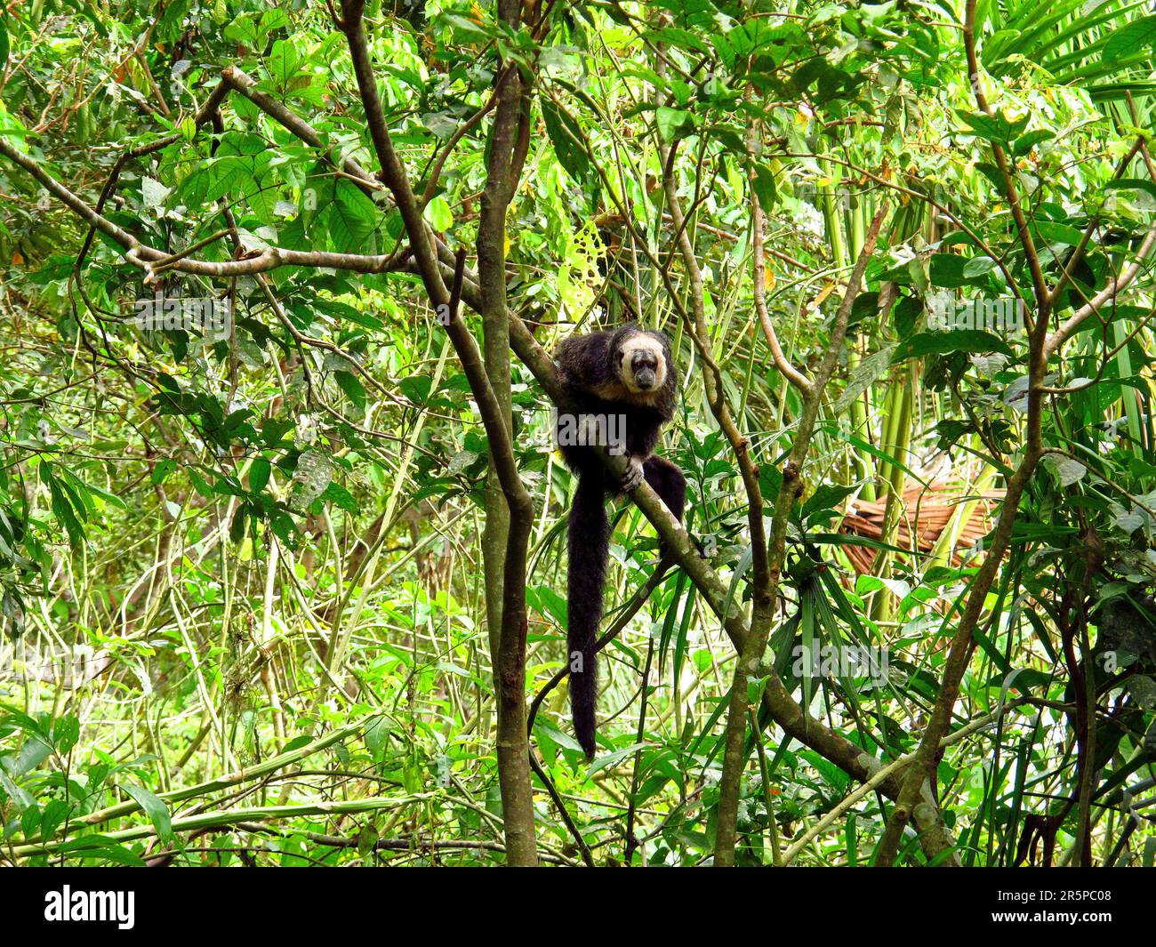 Peru monkey island hi-res stock photography and images - Alamy