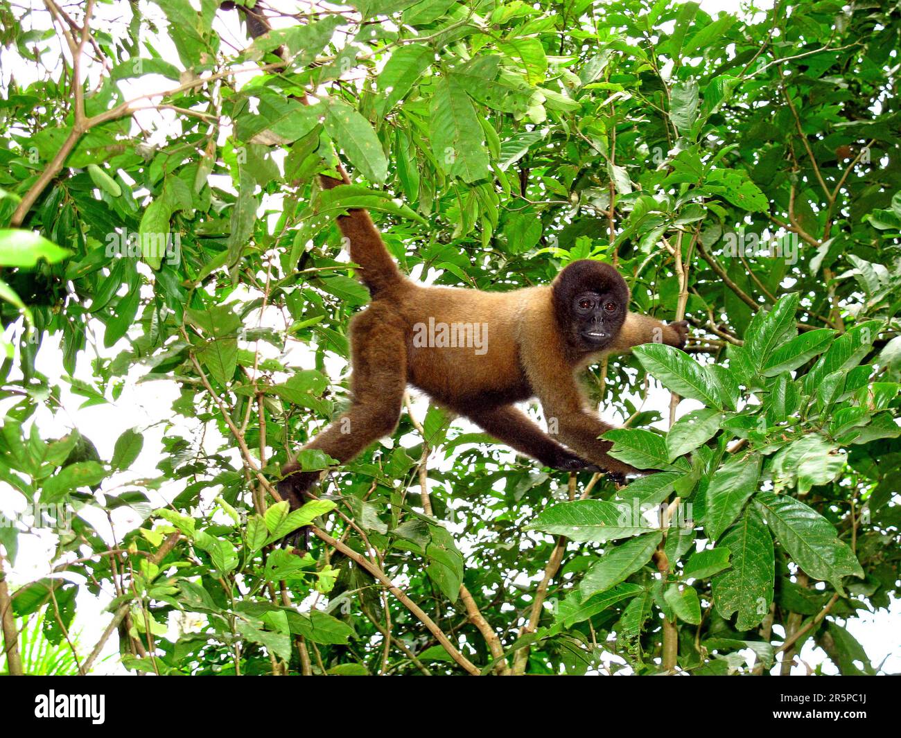 The monkey in Amazon river, Peru, South America Stock Photo - Alamy