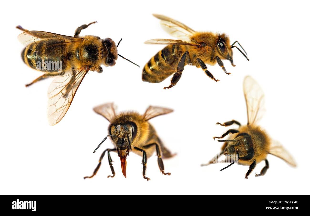 Set of four bees or honeybees in Latin Apis Mellifera, european or western honey bee isolated on ...