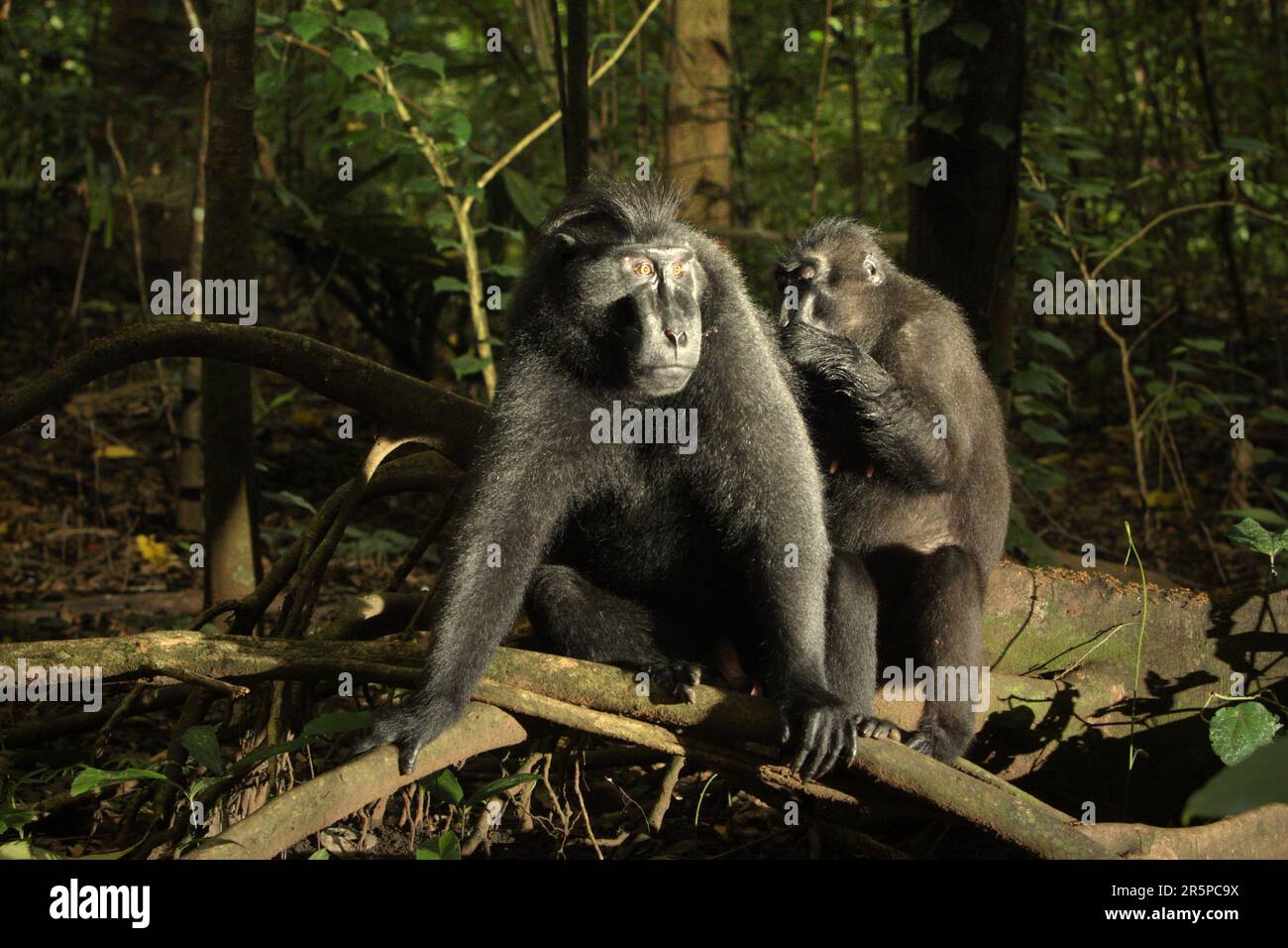 A Sulawesi black-crested macaque (Macaca nigra) is groomed by another ...
