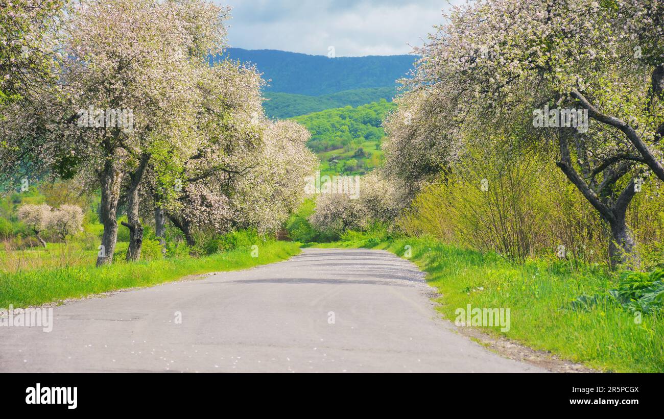 road leads through an idyllic countryside of blooming trees and vast ...