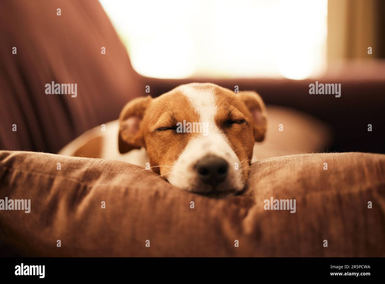 Dog on couch, sleep and relax in home for happy pet in comfort and ...