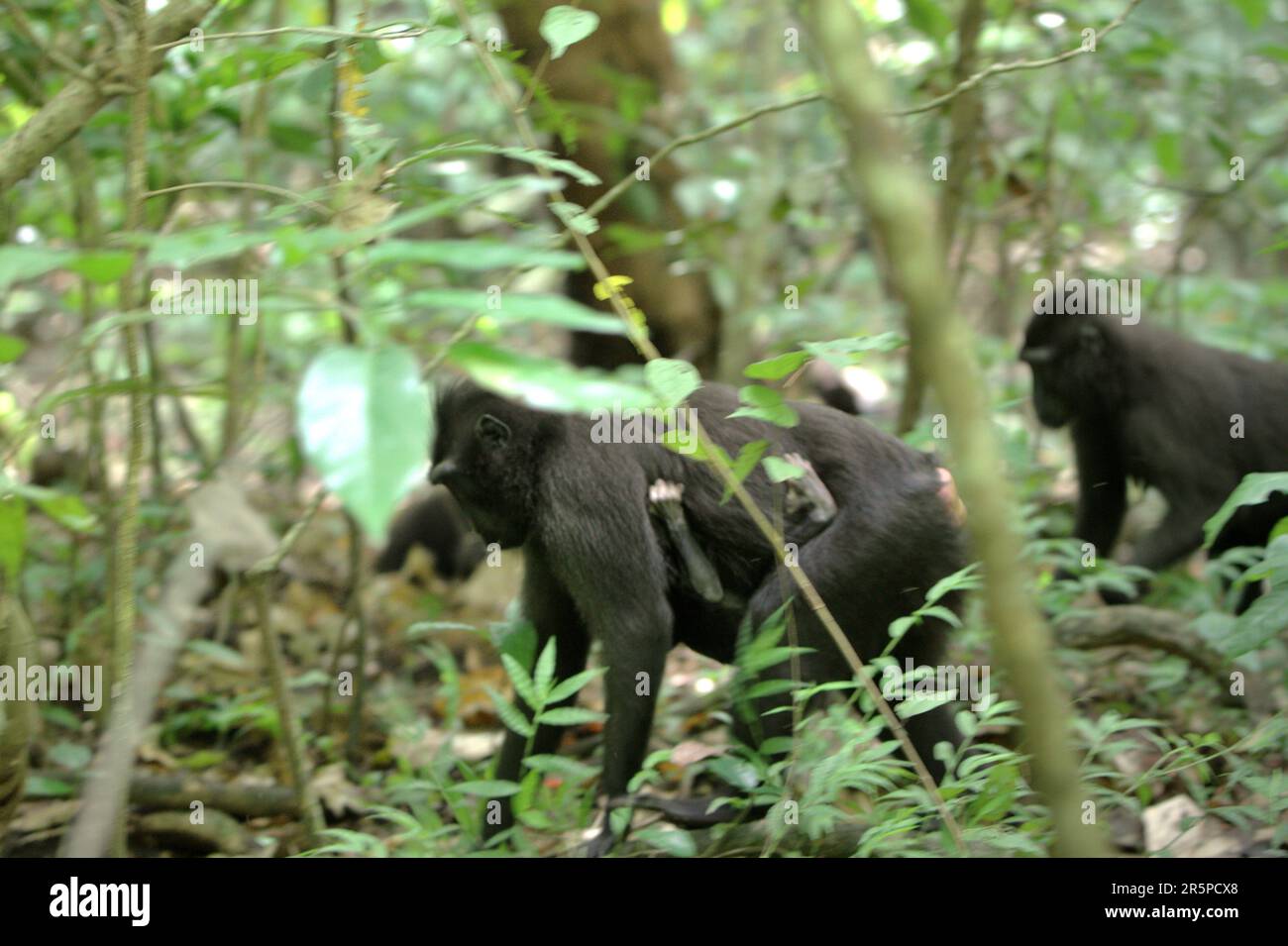 A group of Sulawesi black-crested macaque (Macaca nigra), including a ...