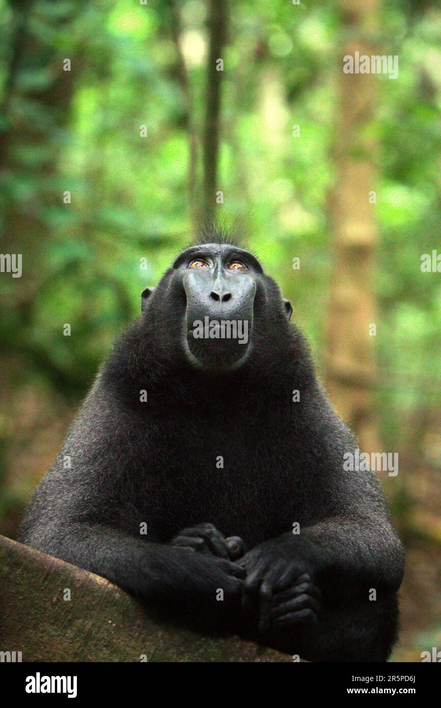 Alpha male portraiture hi-res stock photography and images - Alamy