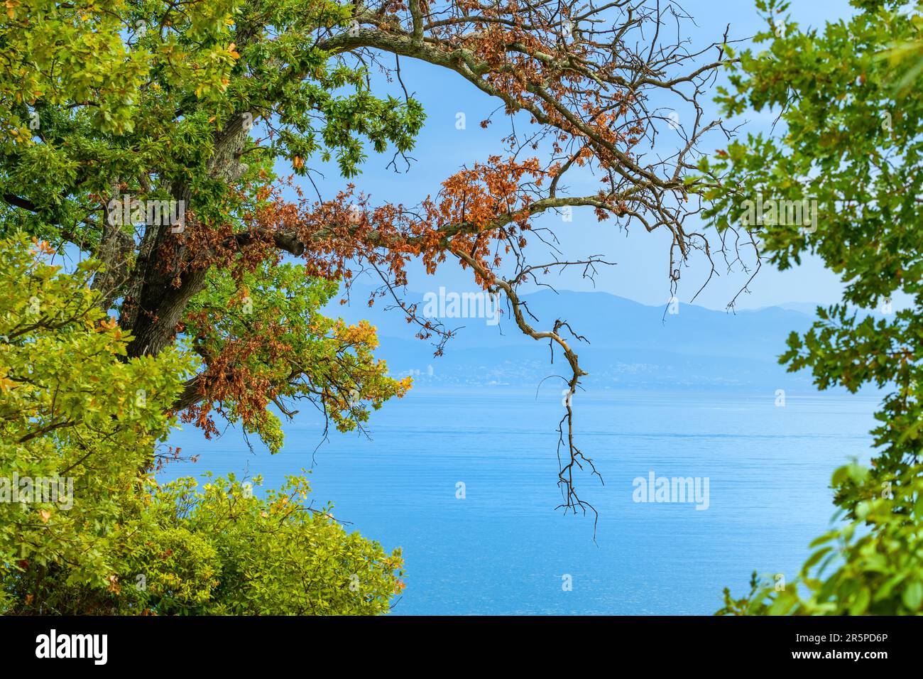 Selective oak tree branches hi-res stock photography and images - Alamy