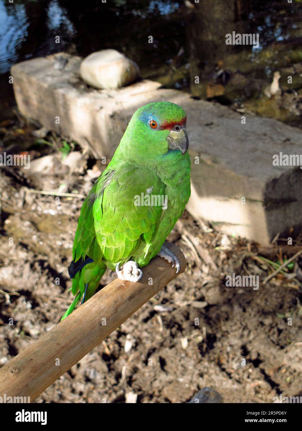 Amazonas peru water bird hi-res stock photography and images - Alamy