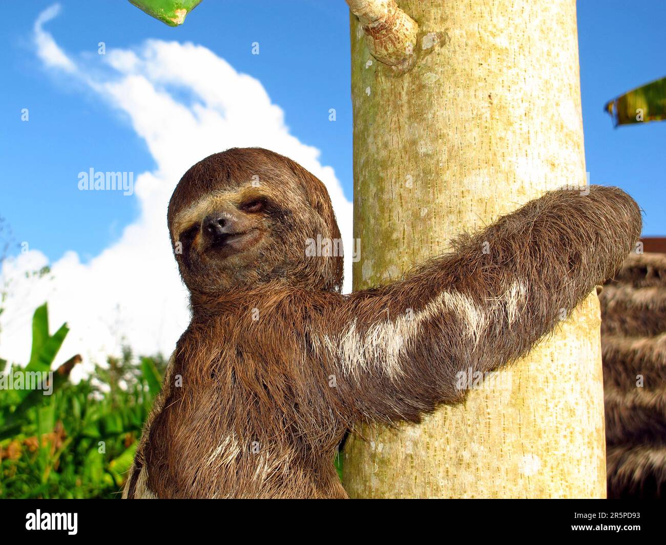 Sloth peru in tree hi-res stock photography and images - Alamy