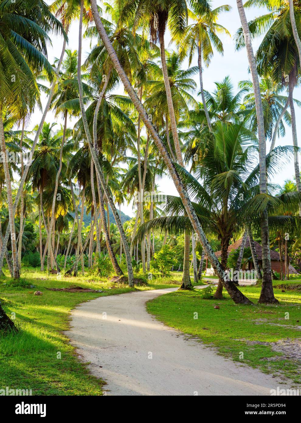Country road through plantation of coconut trees. Seychelles Stock ...