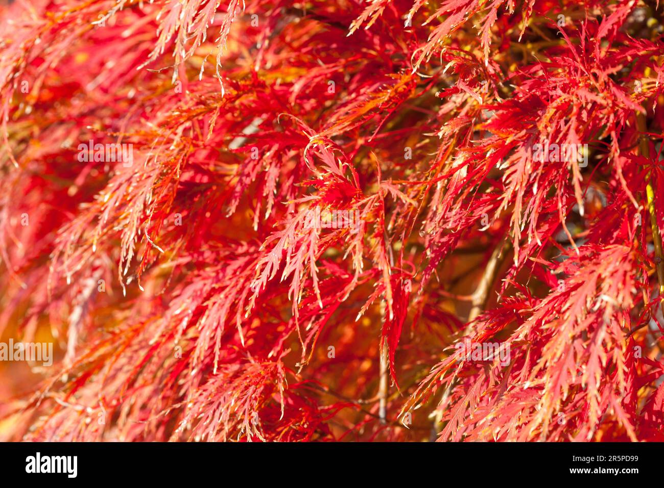 Colorful Maple leaves on the tree in autumn. Japanese Maple (Acer ...