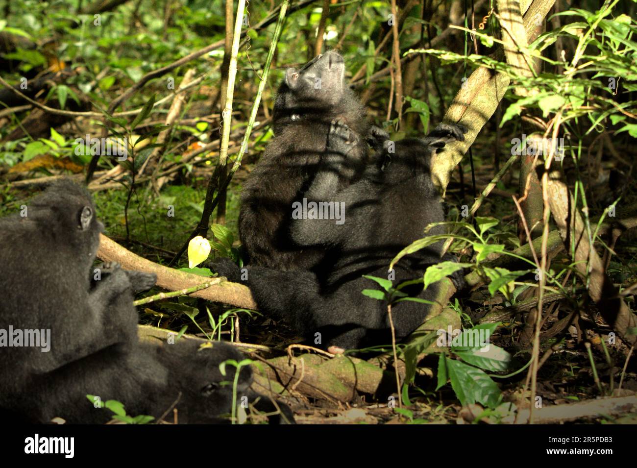 Hábitat de primates de sulawesi hi-res stock photography and images - Alamy