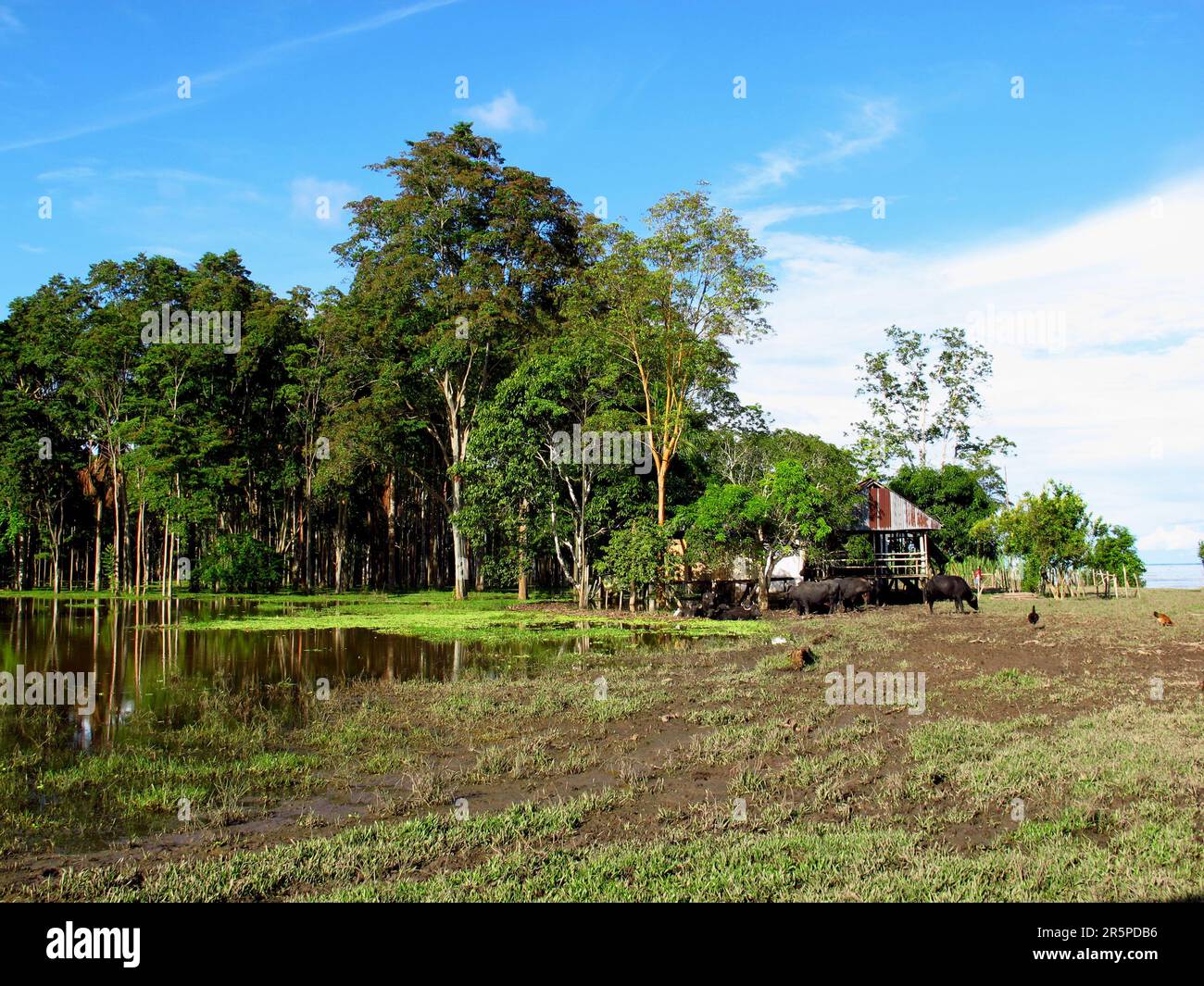 Indian village on Amazon river, Peru Stock Photo - Alamy