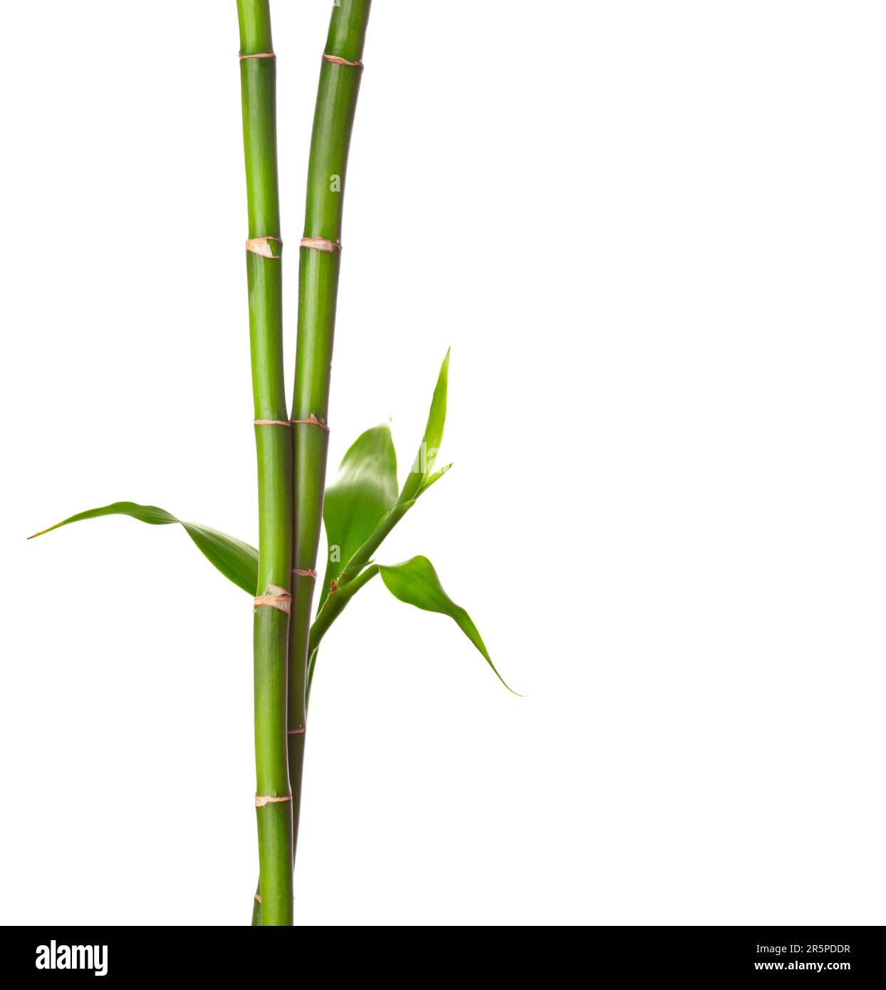 Branches of Bamboo with green leaves isolated on white background Stock ...