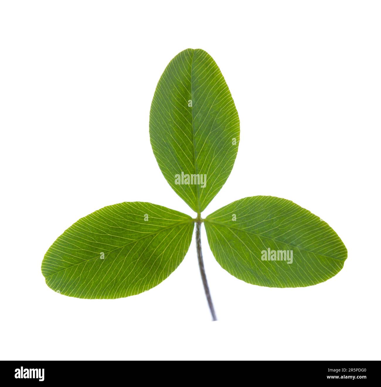 Single three leaf clover Cut Out Stock Images & Pictures - Alamy