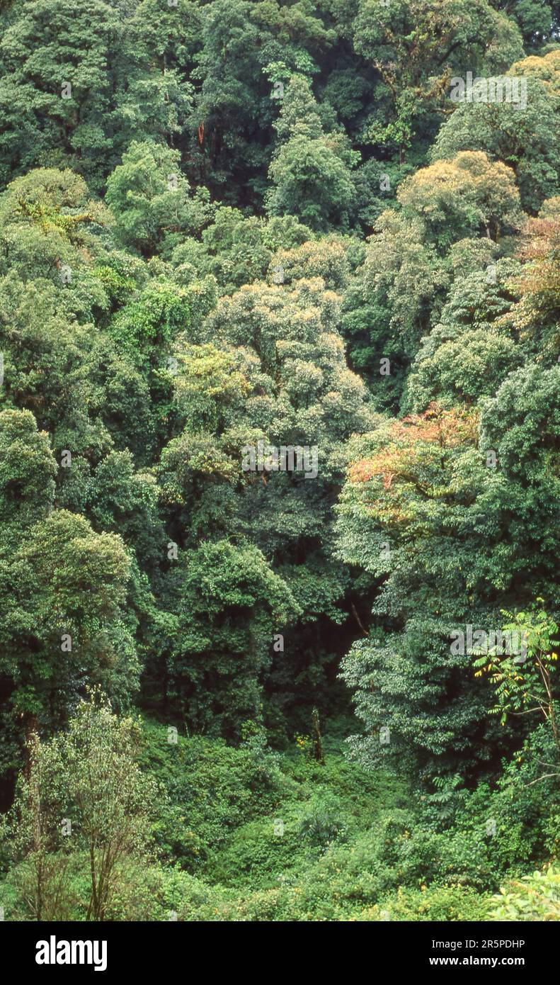 Indigenous forest in Doi Inthanon National Park, in the Chom Thong ...