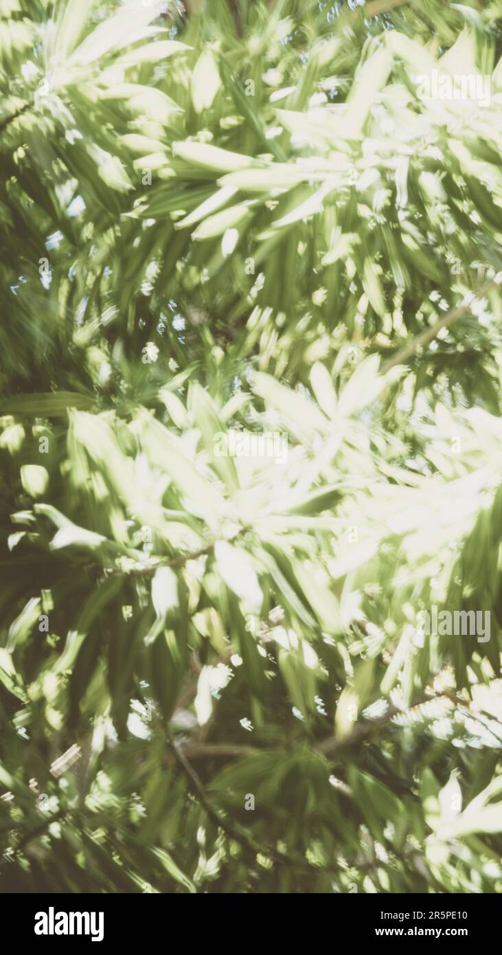 Abstract Nature Blurred dynamic motion lines defocused light bright ...