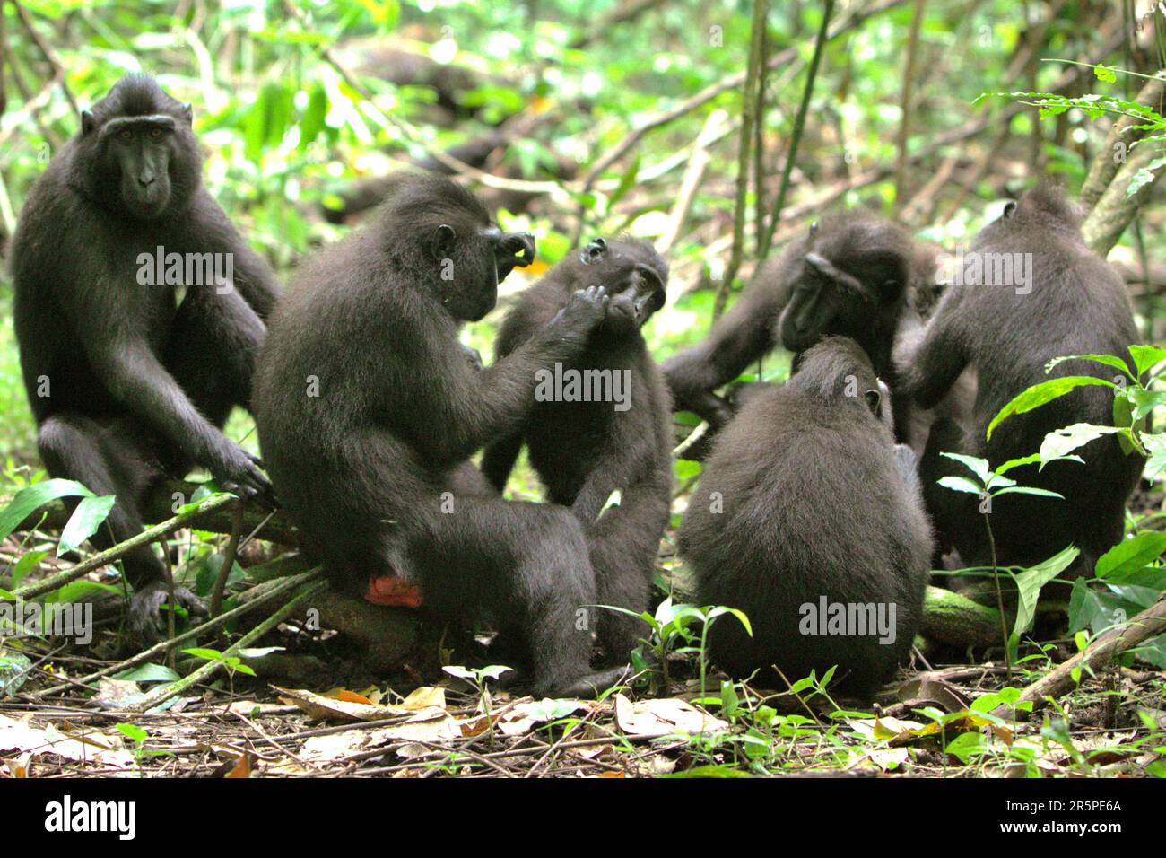 A troop of Sulawesi black-crested macaque (Macaca nigra) is having ...