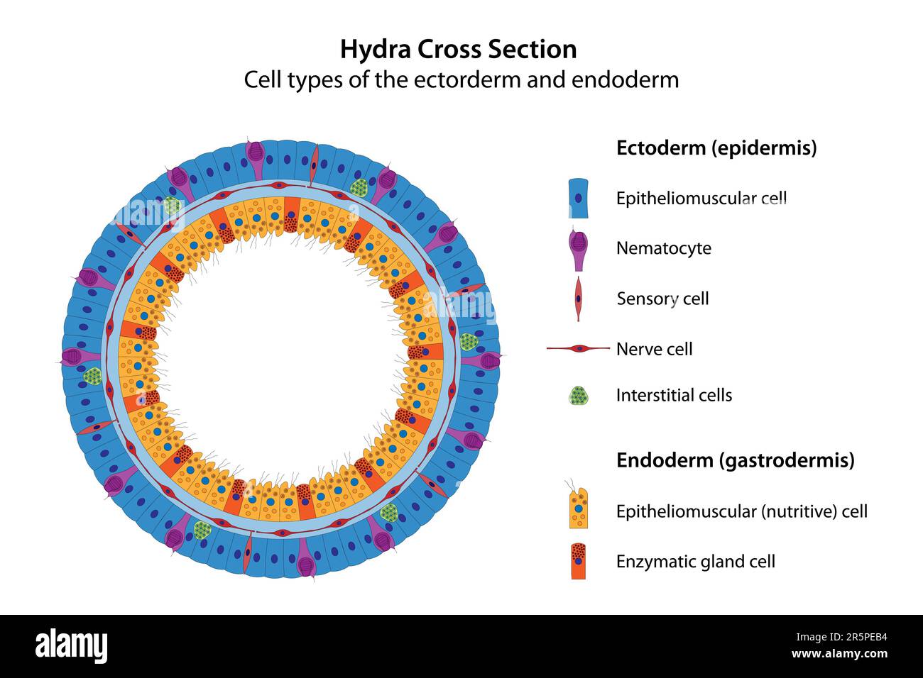 Hydra Cross Section. Cell type Stock Vector Image & Art - Alamy