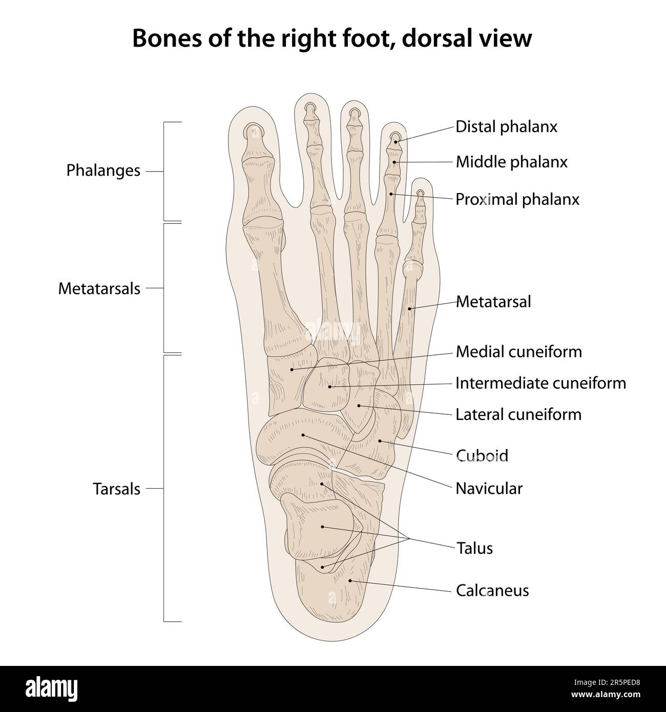 Human foot skeleton bones Stock Vector Images - Alamy