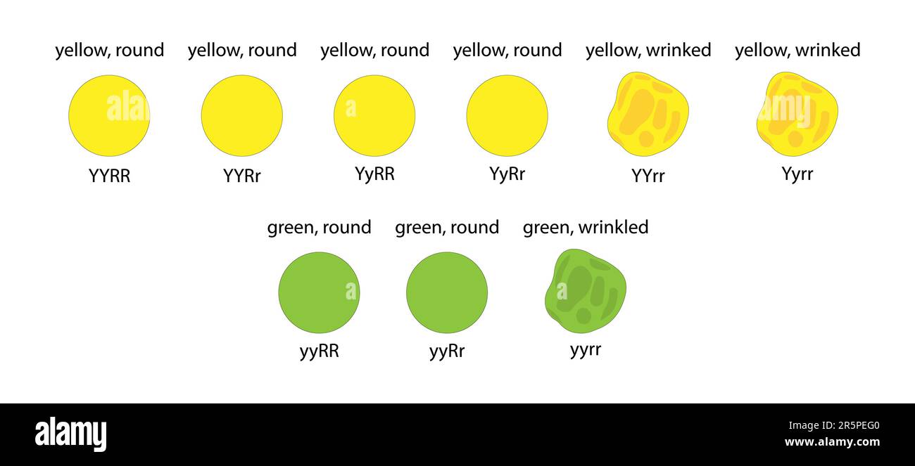 Genotype And Phenotype