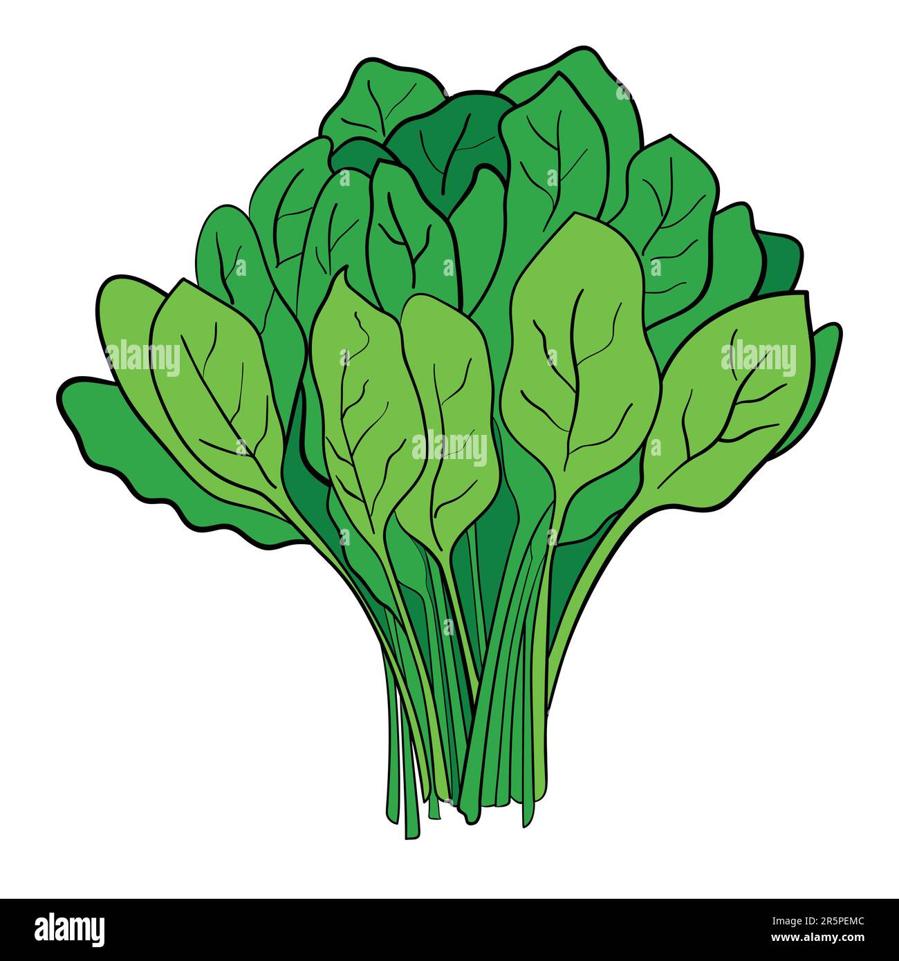 Kangkong Clipart