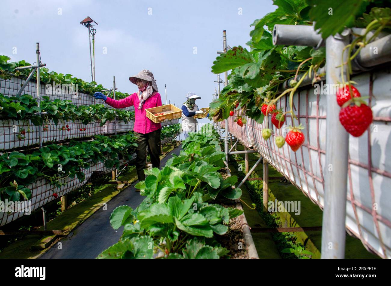 Lembang, Indonesia. 5th June, 2023. Workers pick strawberries at La ...